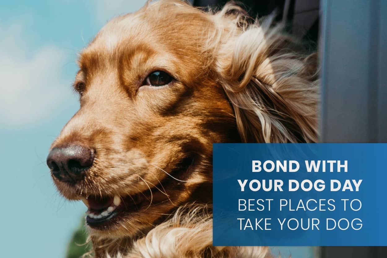 Bond with Your Dog Day: Best Places to Take Your Dog | Stark Company Realtors